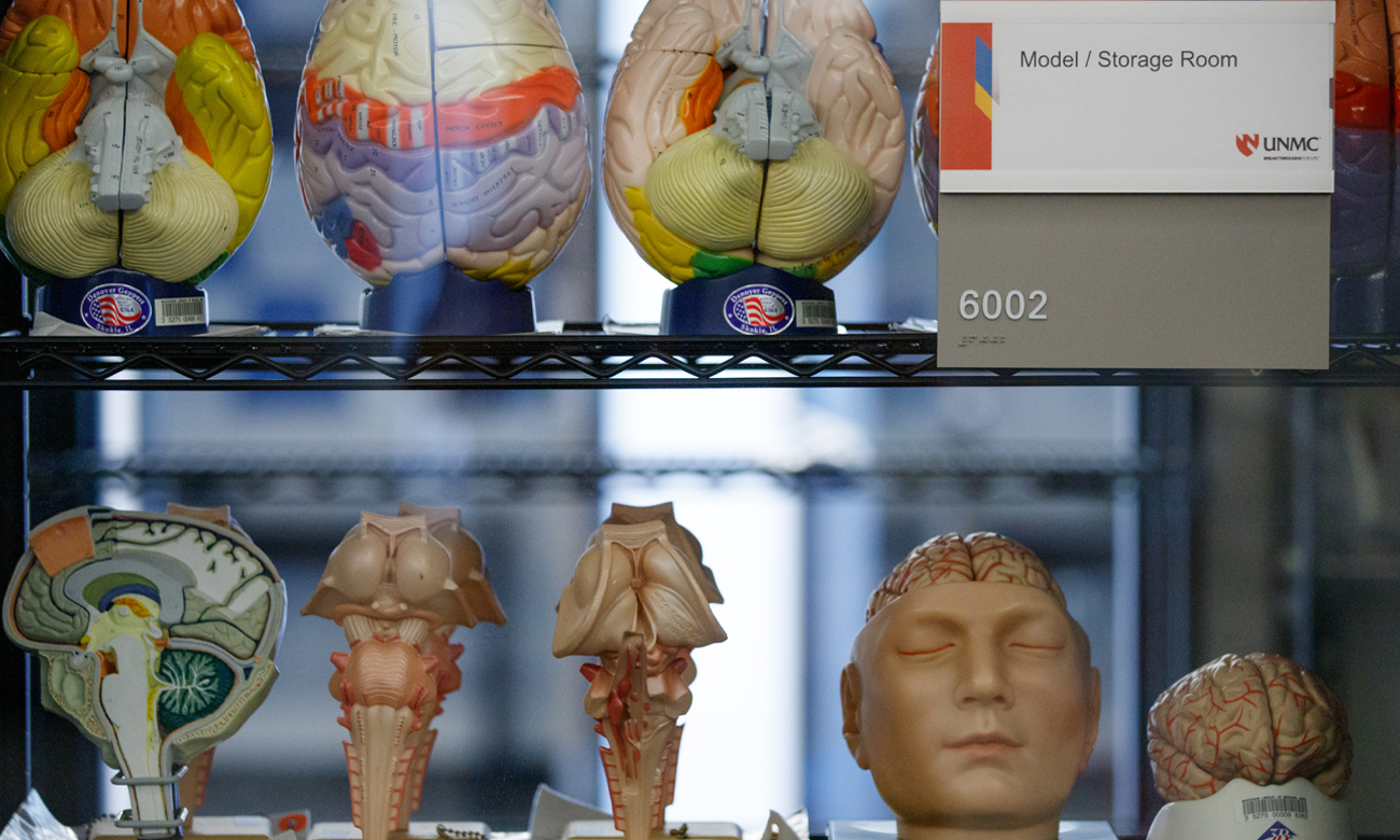 Explore a Hidden Gem: Anatomical Models | McGoogan News | University of ...